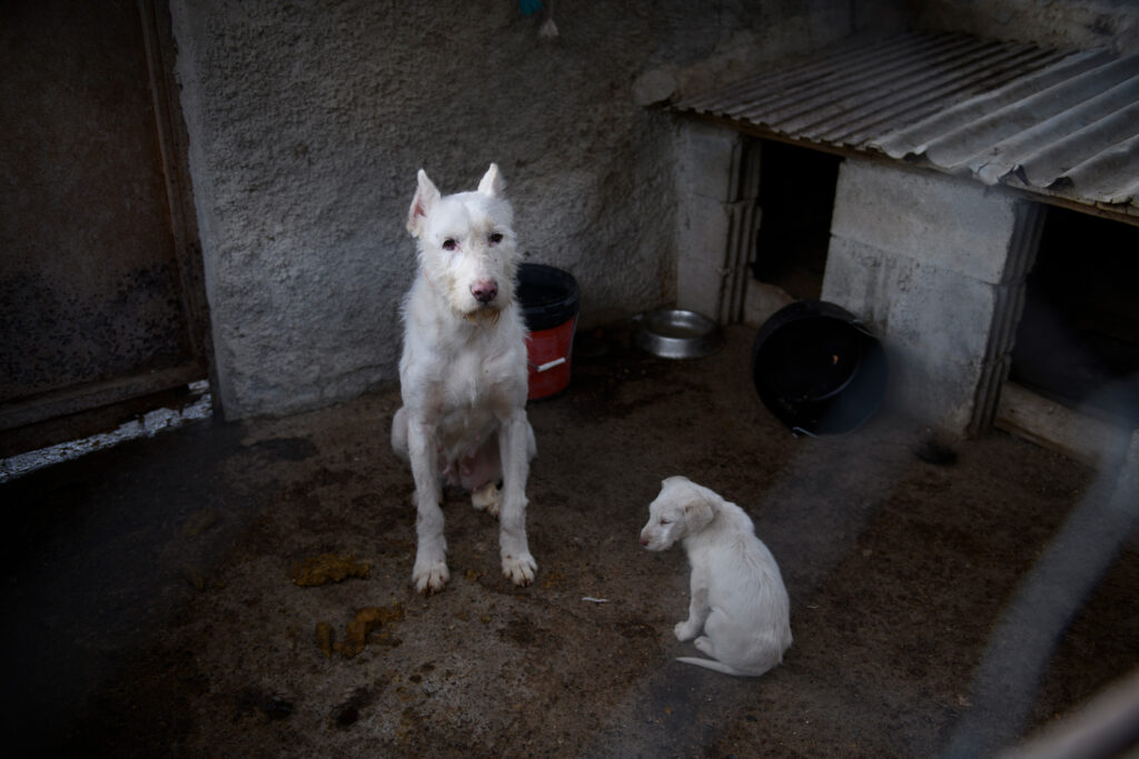 Investigation into hunting dog kennels • CAS International
