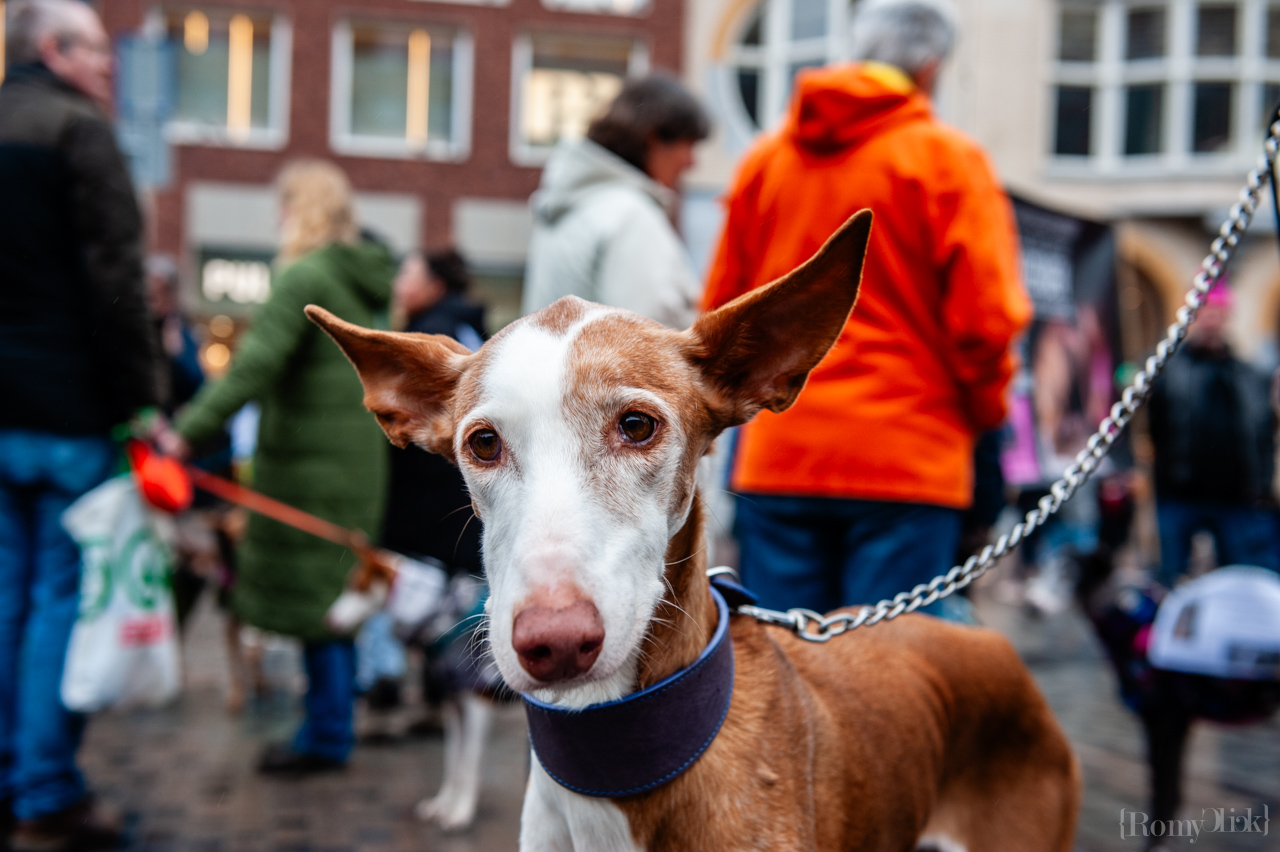 Worldwide 90 protest marches for Spanish hunting dogs • CAS International